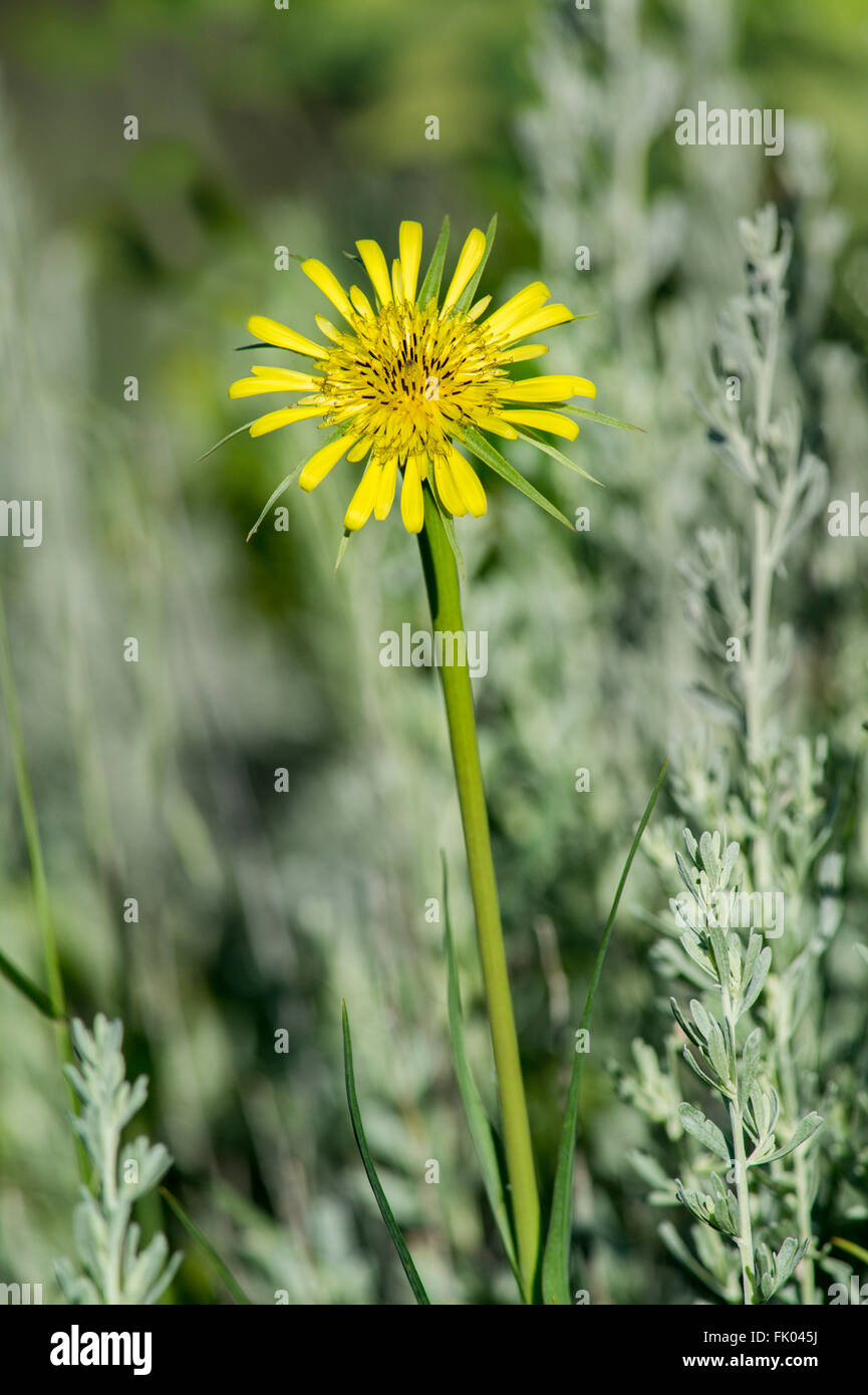 Goat's beard (Tragopogon dubius), an introduced species also known as ...
