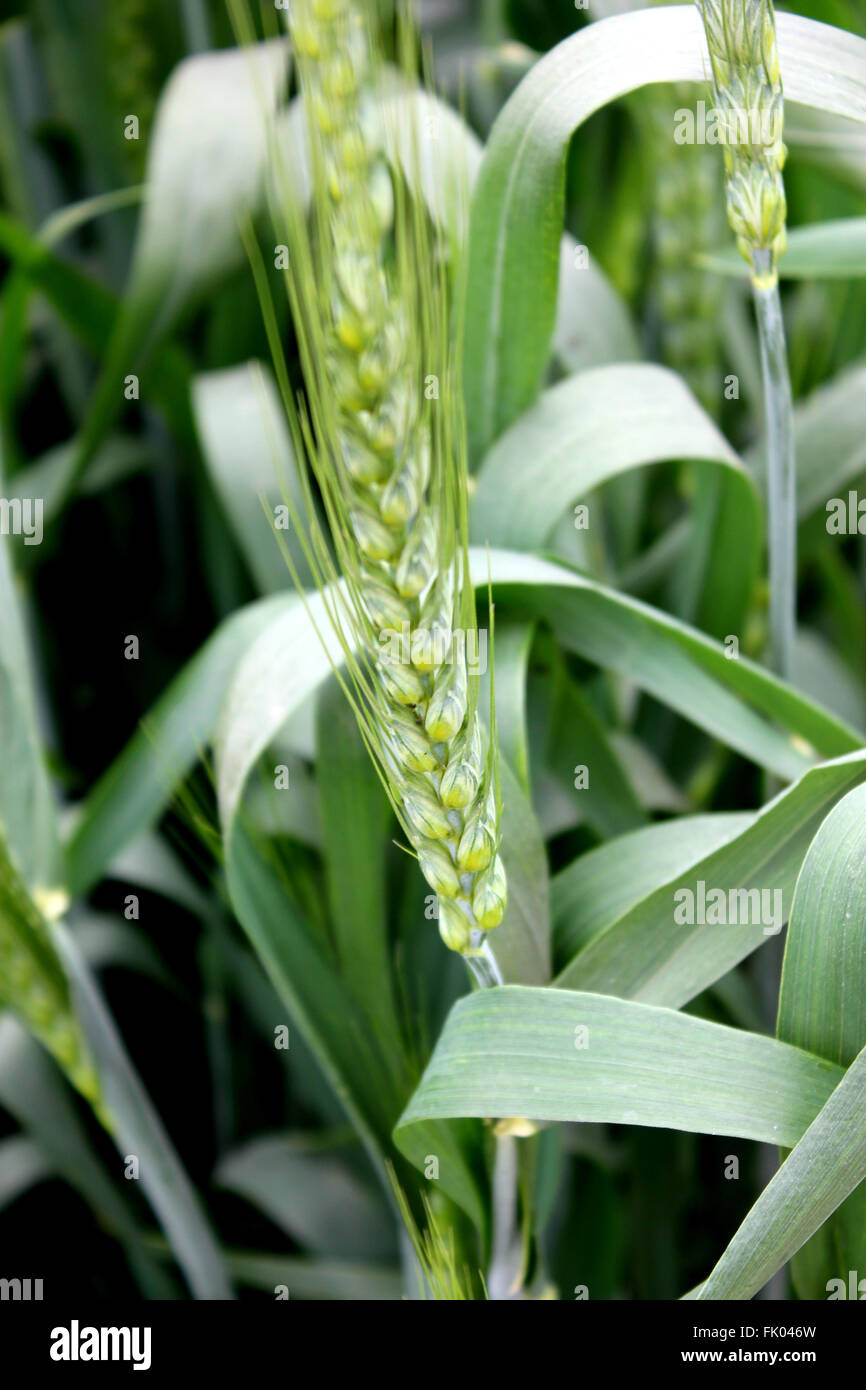Family poaceae hi-res stock photography and images - Alamy