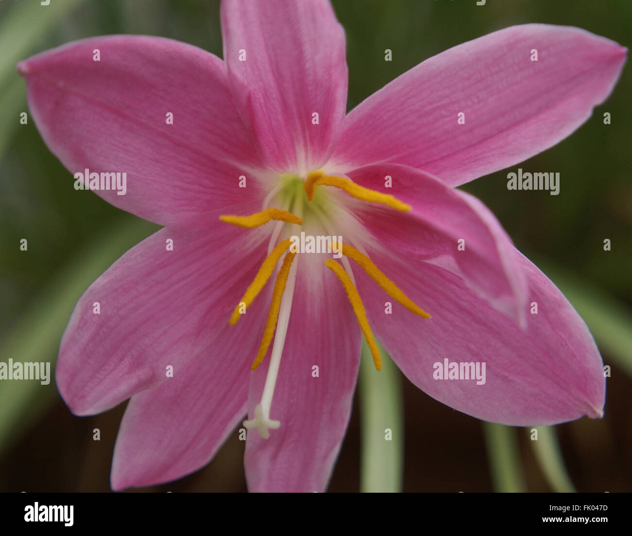 Zephyranthes rosea, Rosy Rain Lily, Pink Rain Lily, bulbous perennial ...