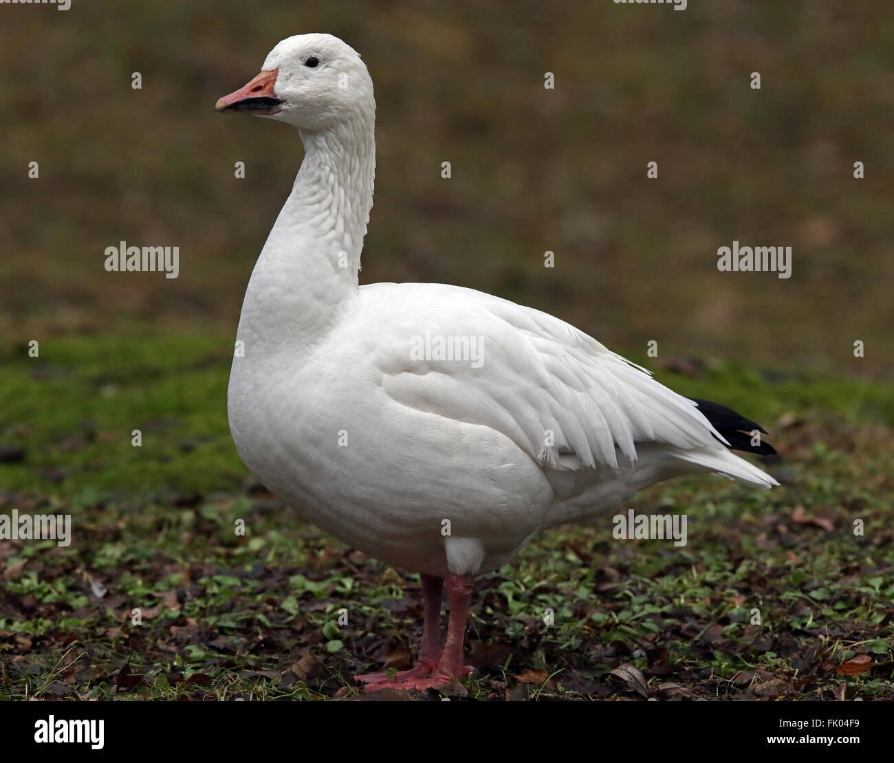 Snow goose (Anser caerulescens), standing on ground Stock Photo - Alamy