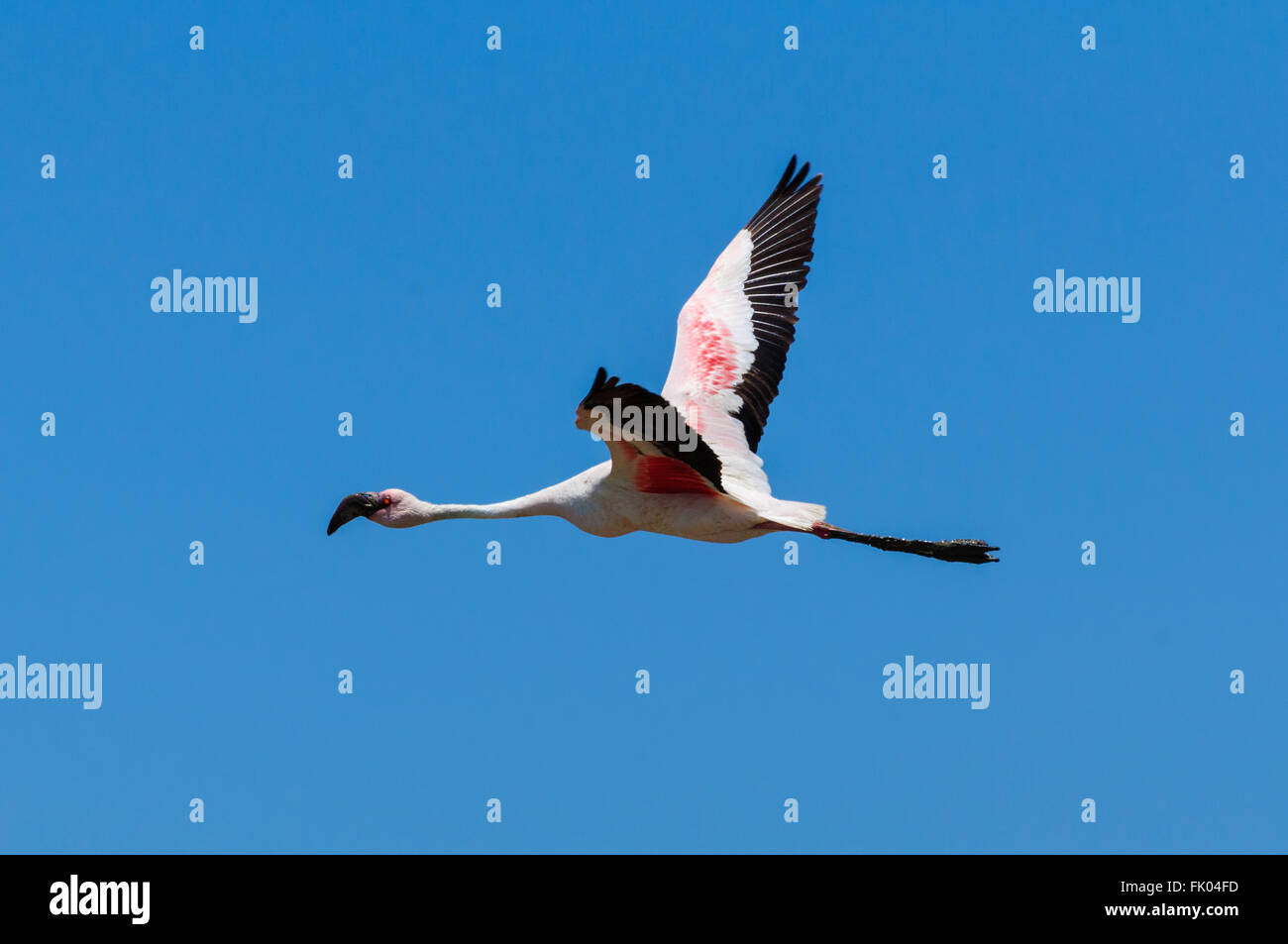 Flying flamingo hi-res stock photography and images - Alamy
