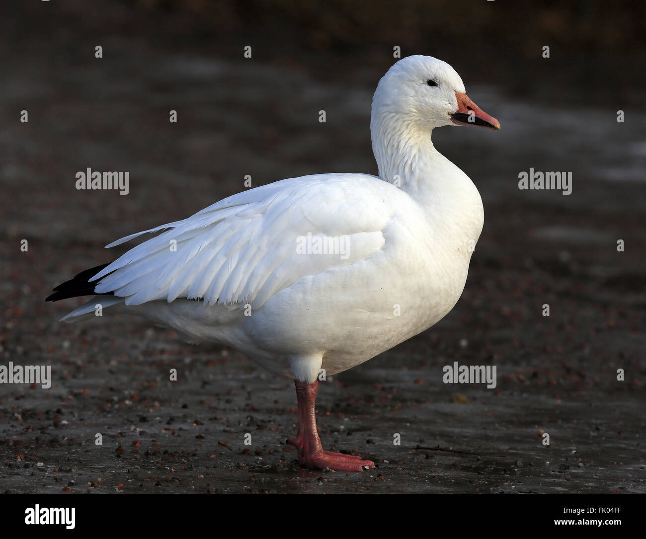 Snow goose (Anser caerulescens), standing on ground Stock Photo - Alamy