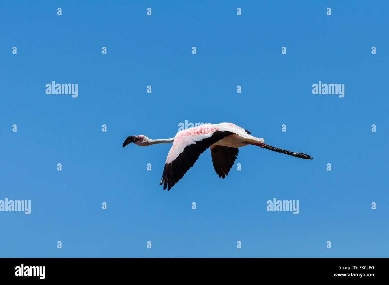 Flying flamingo hi-res stock photography and images - Alamy