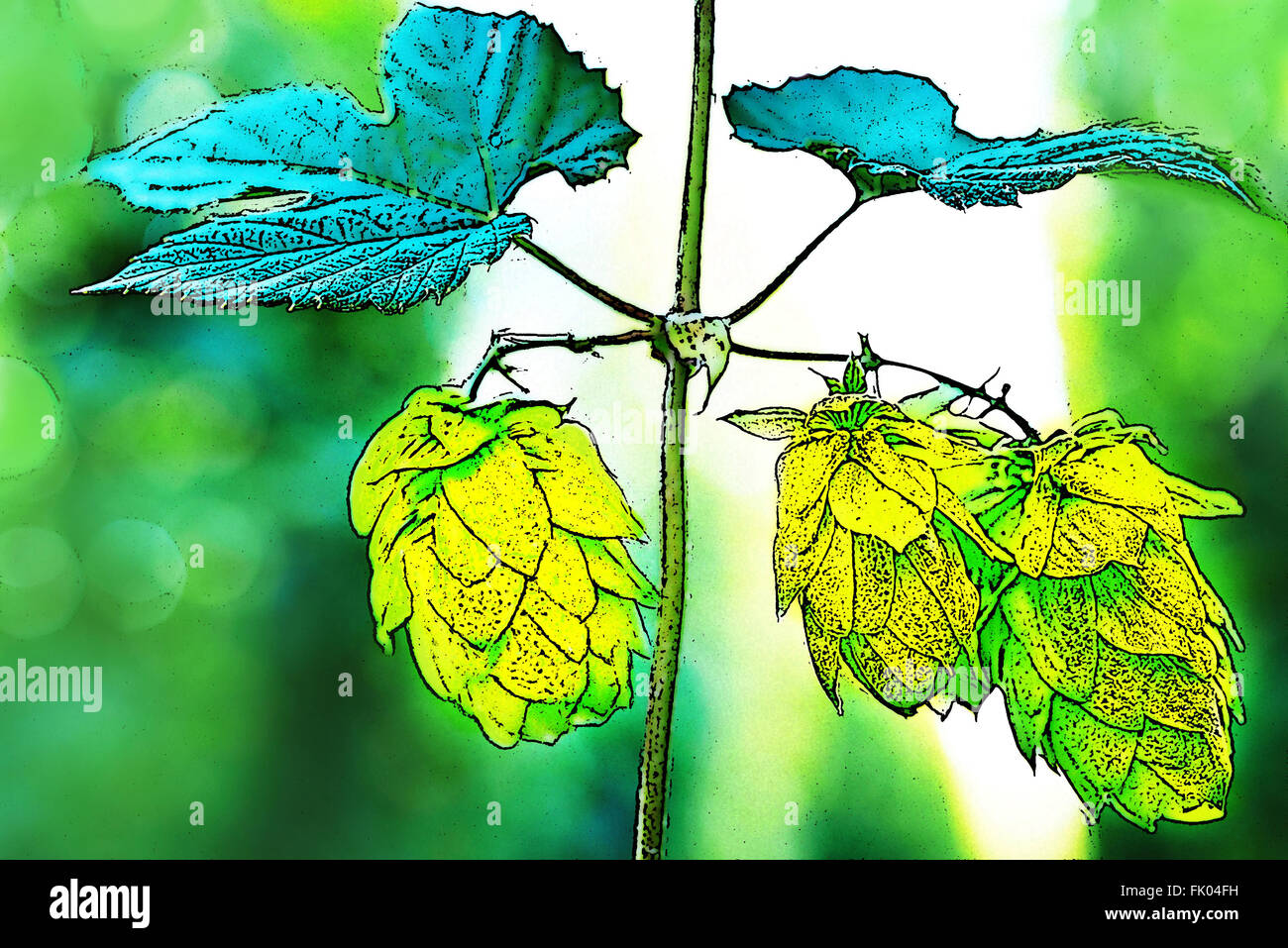 Illustration of hop cones in the hop field Stock Photo - Alamy