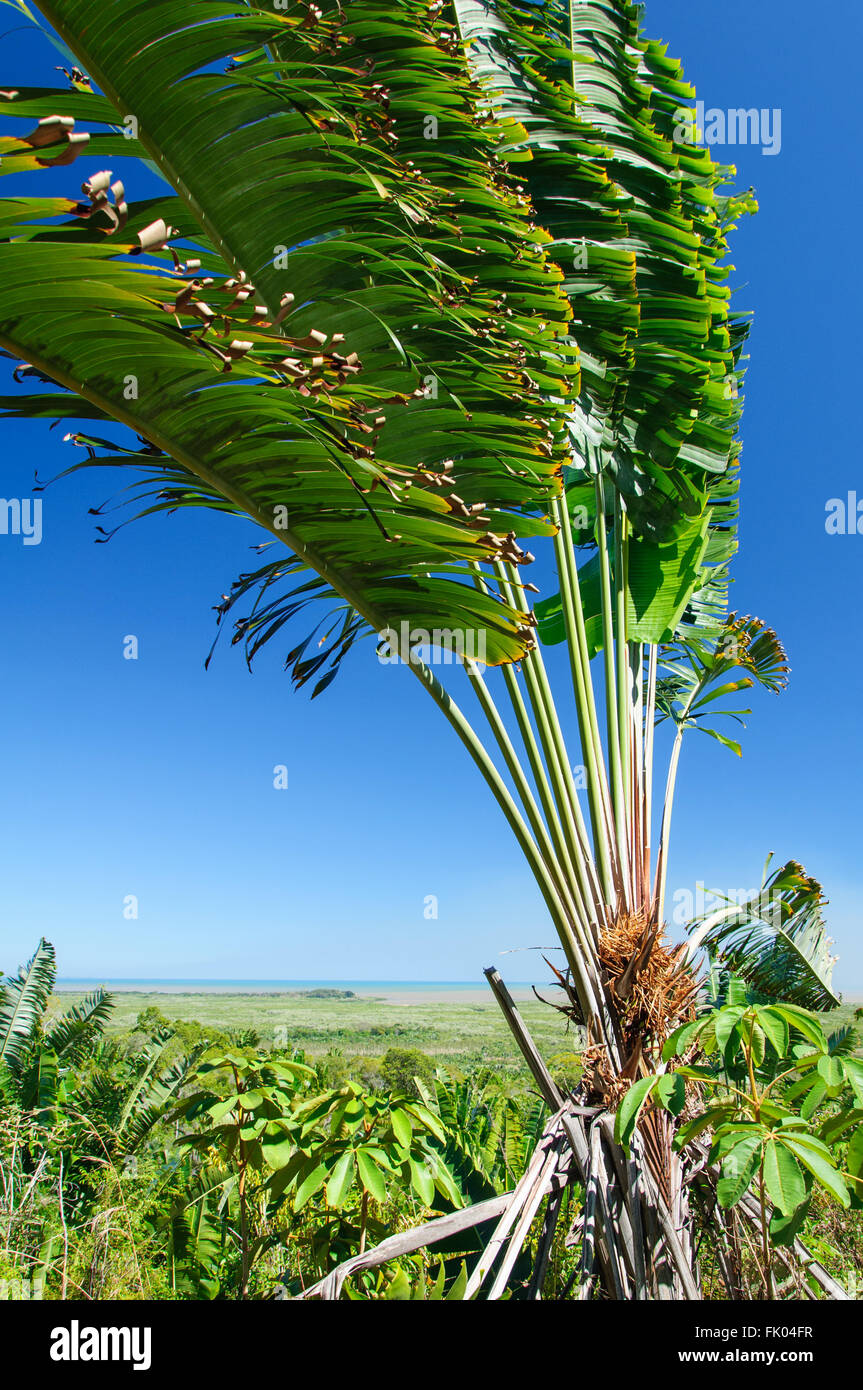 Traveller's tree madagascar hi-res stock photography and images - Alamy