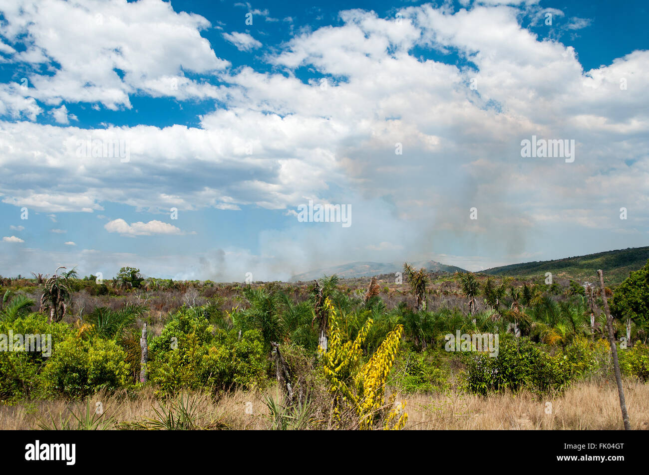 Heavy smoke from a bush fire Stock Photo - Alamy