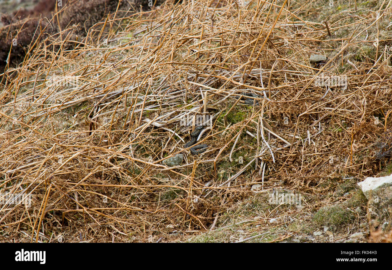 Adders basking in sun hi-res stock photography and images - Alamy