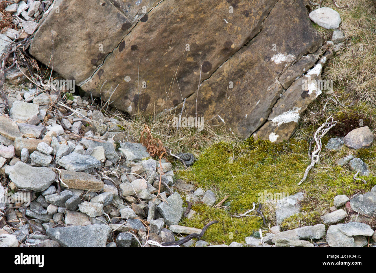 Adder basking in sun Stock Photo - Alamy