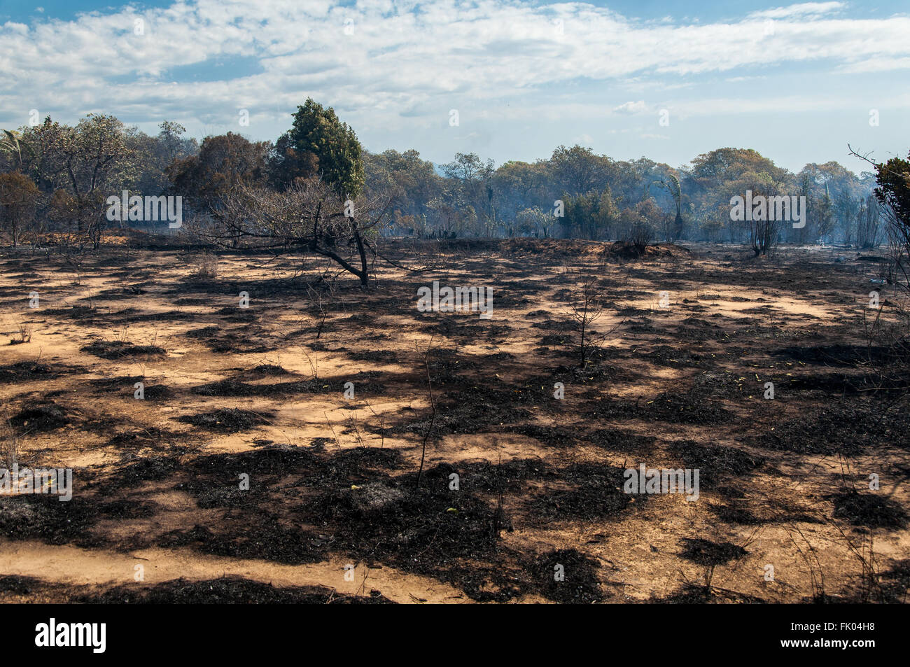 A landscape burnt by a bush fire Stock Photo - Alamy