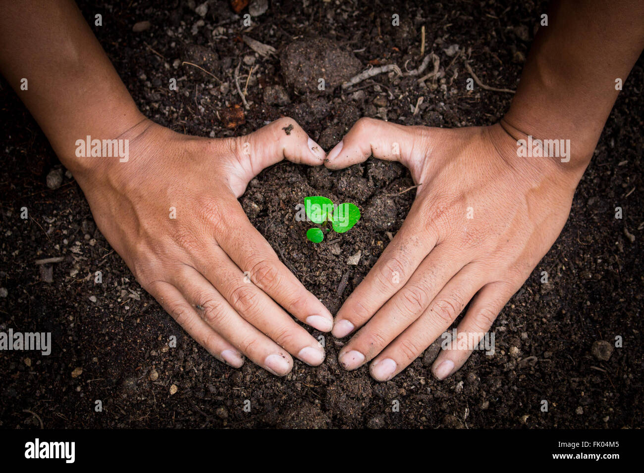 Preserving trees natural treatments be done with two hands Stock Photo ...