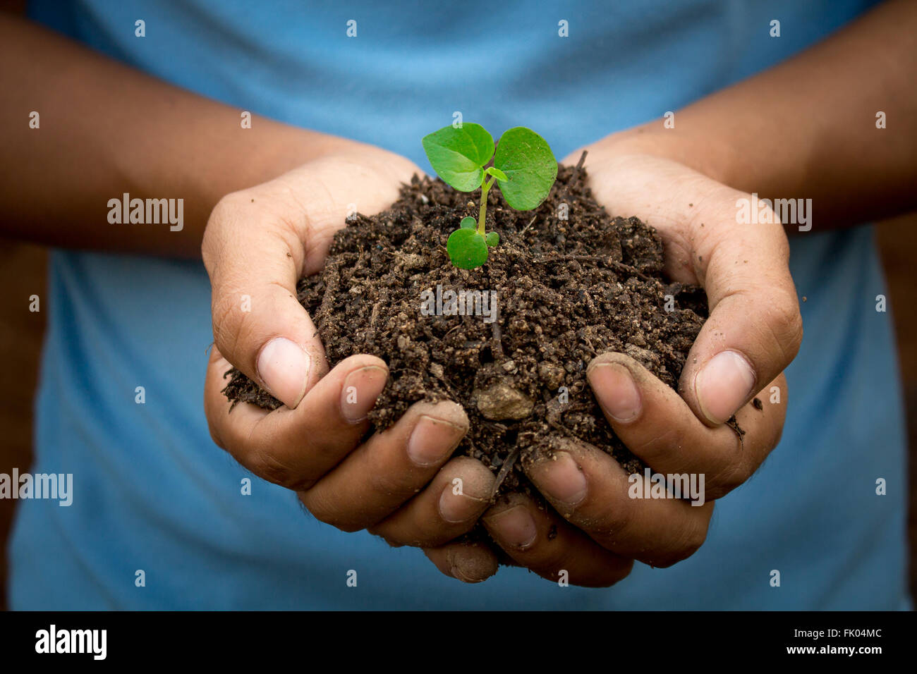 Preserving trees natural treatments be done with two hands Stock Photo ...
