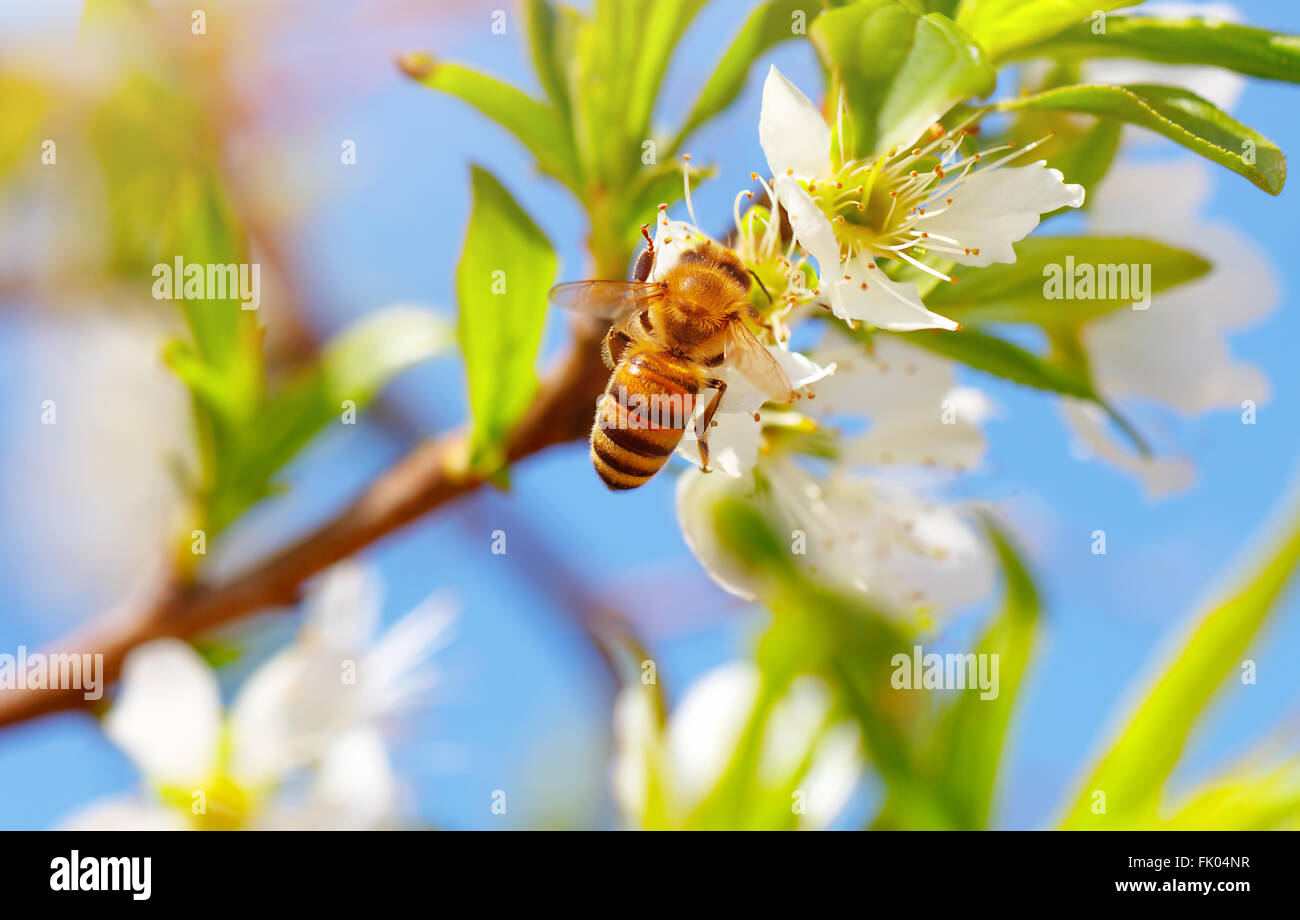 Closeup photo of little bee on blooming fruit tree, honeybee ...