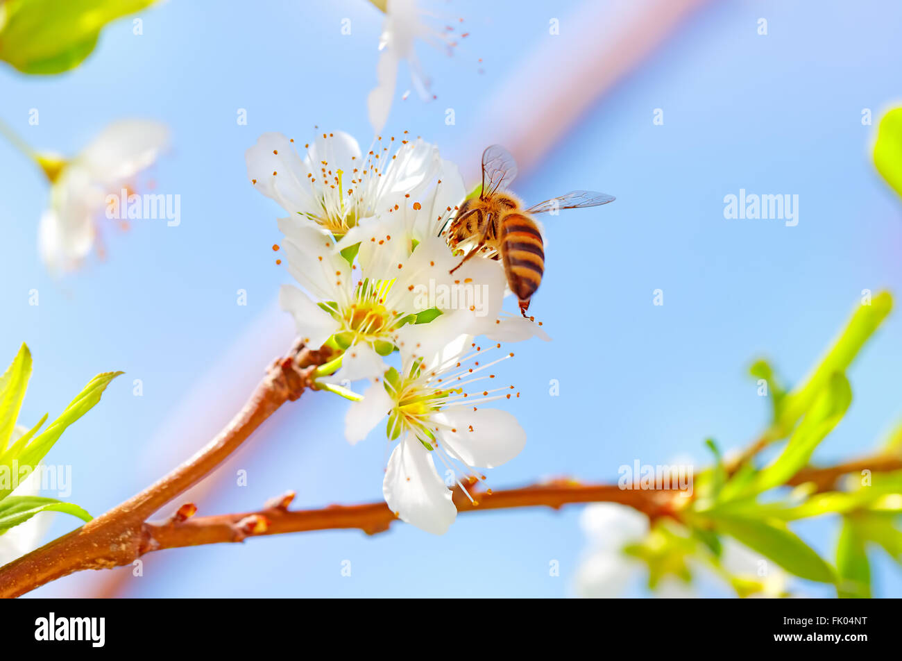 Cute little bee pollinating beautiful fresh young flowers of apple tree ...