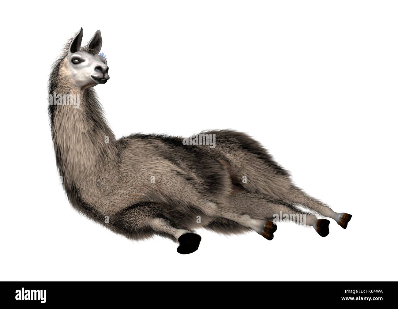 Camelid hair Cut Out Stock Images & Pictures - Alamy