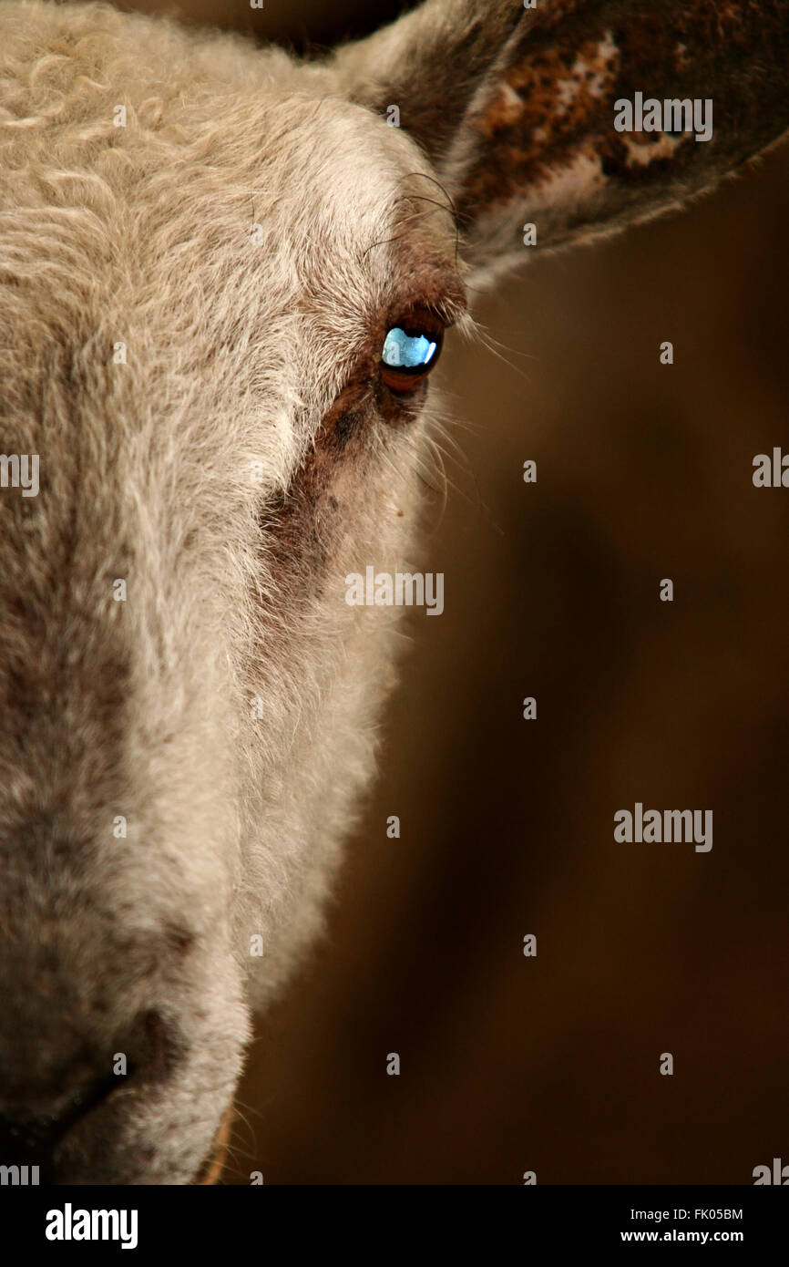 Sheep portrait hi-res stock photography and images - Alamy
