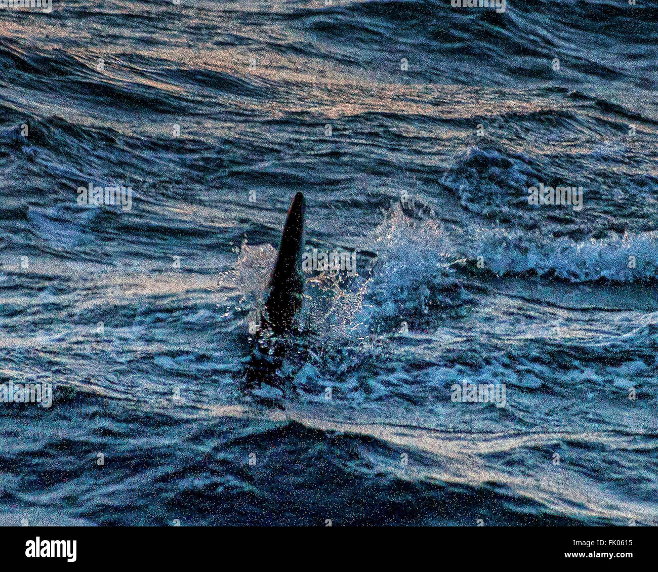 The denmark strait whale hi-res stock photography and images - Alamy