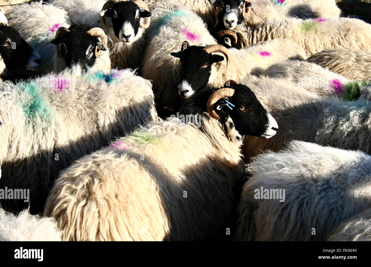 sheep in pen Stock Photo - Alamy