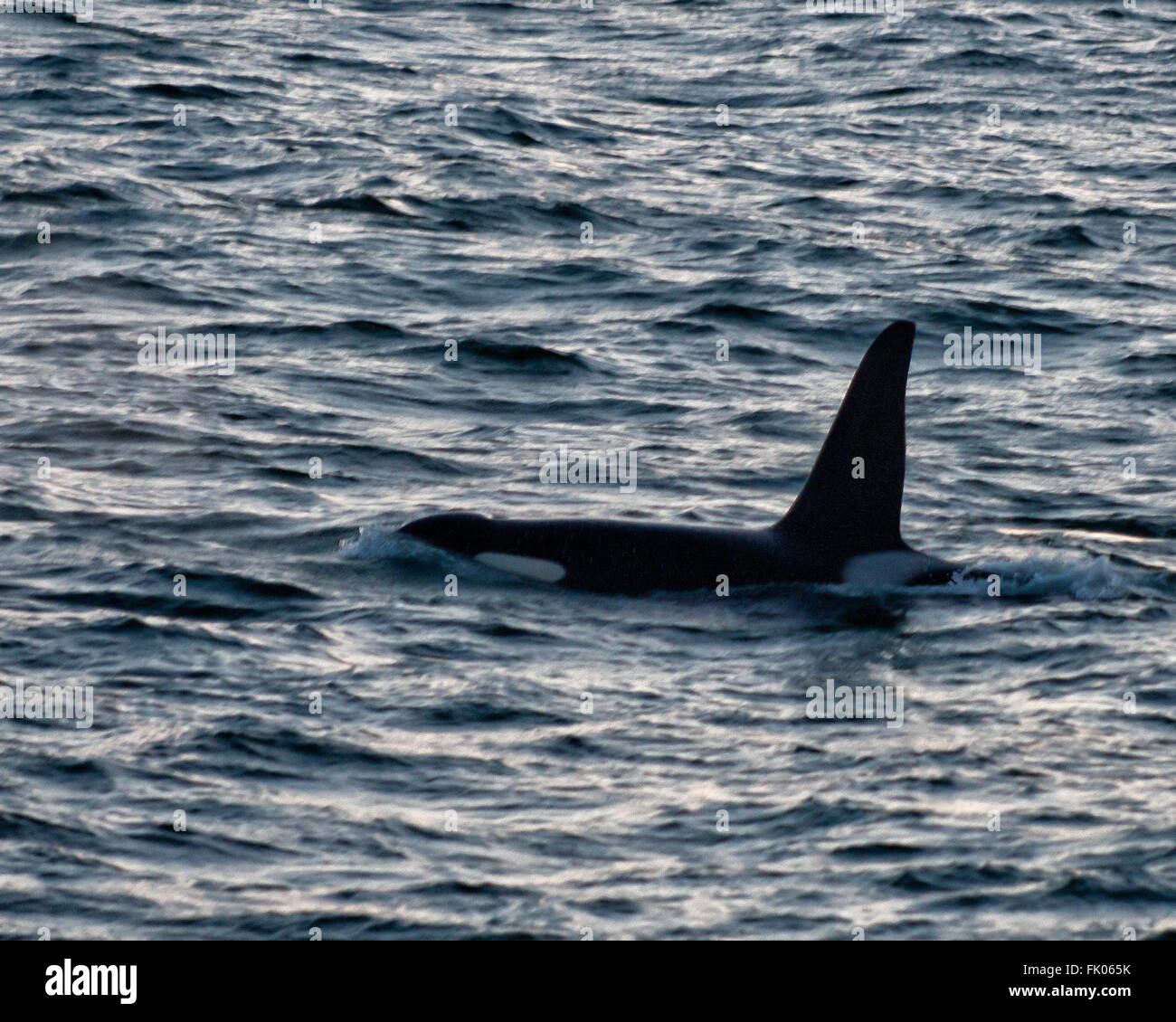 The denmark strait whale hi-res stock photography and images - Alamy
