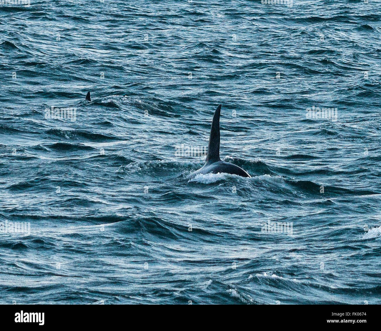 The denmark strait whale hi-res stock photography and images - Alamy