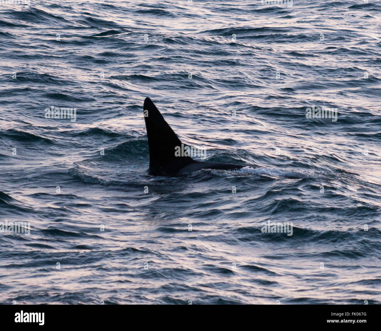 The denmark strait whale hi-res stock photography and images - Alamy