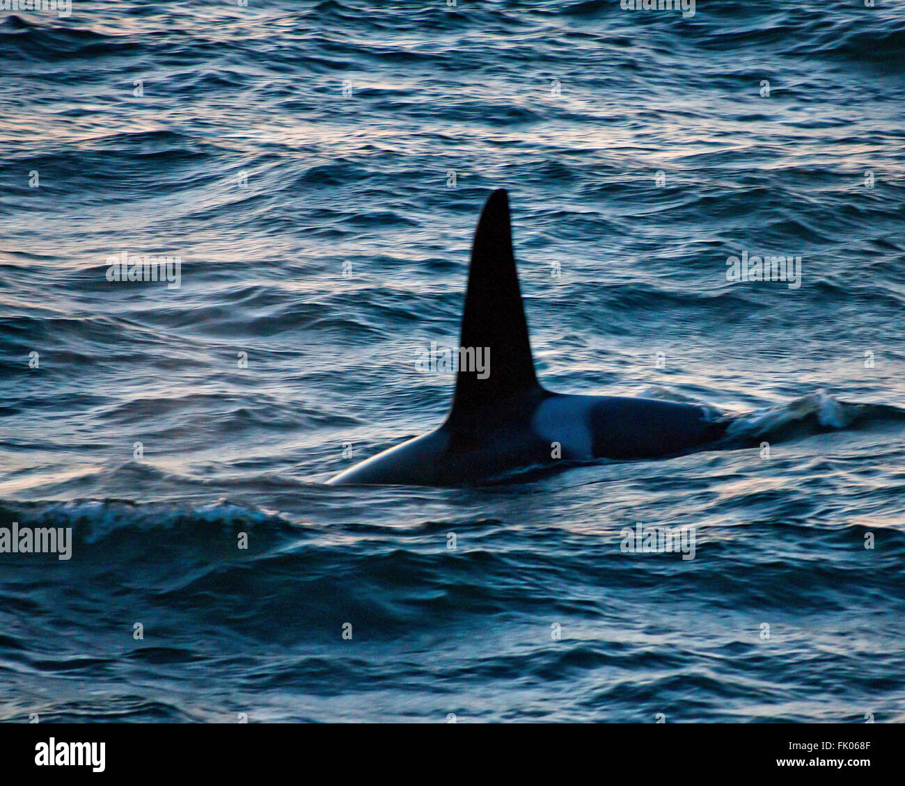 Northwest Iceland, Iceland. 2nd Aug, 2015. The dorsal fin and back of a ...
