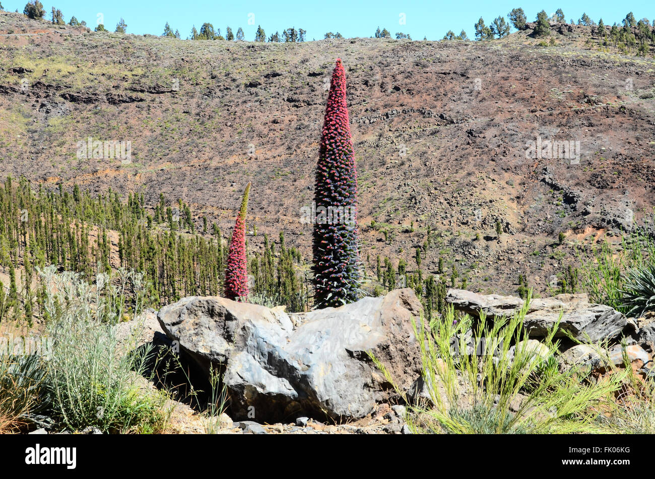 Tajinaste Flower of Tenerife Island Stock Photo - Alamy