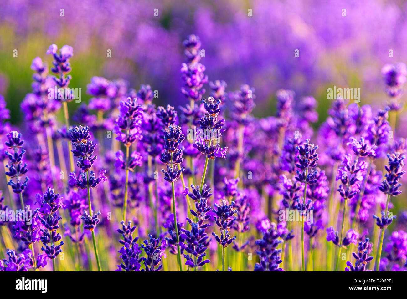 Violet lavender field in Provence, France Stock Photo - Alamy