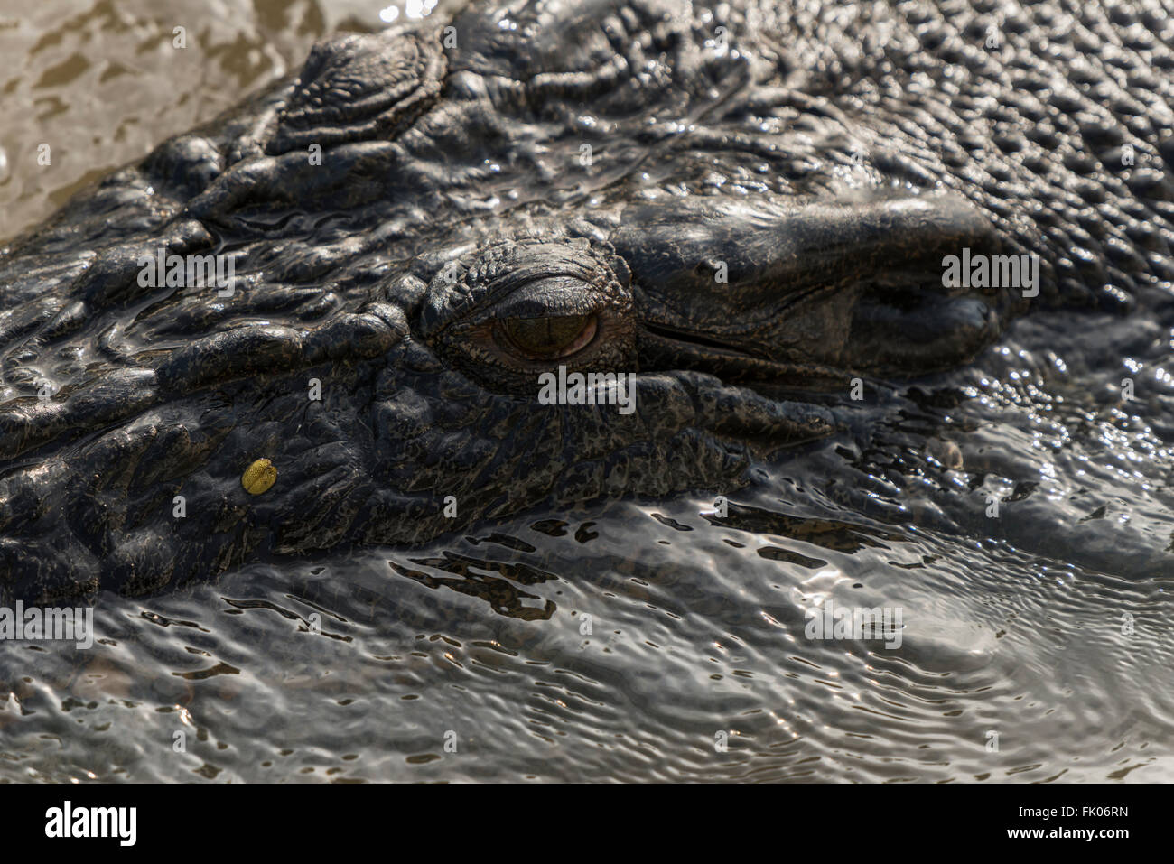 Yellow Water wetlands' saltwater crocodile (Crocodylus porosus), also ...