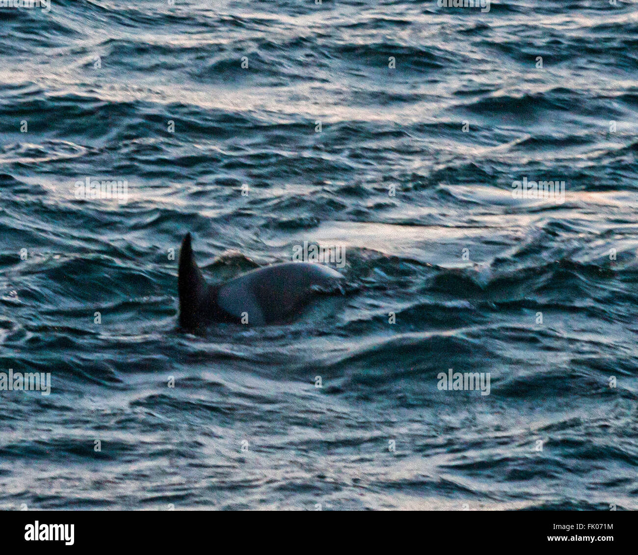 The denmark strait whale hi-res stock photography and images - Alamy