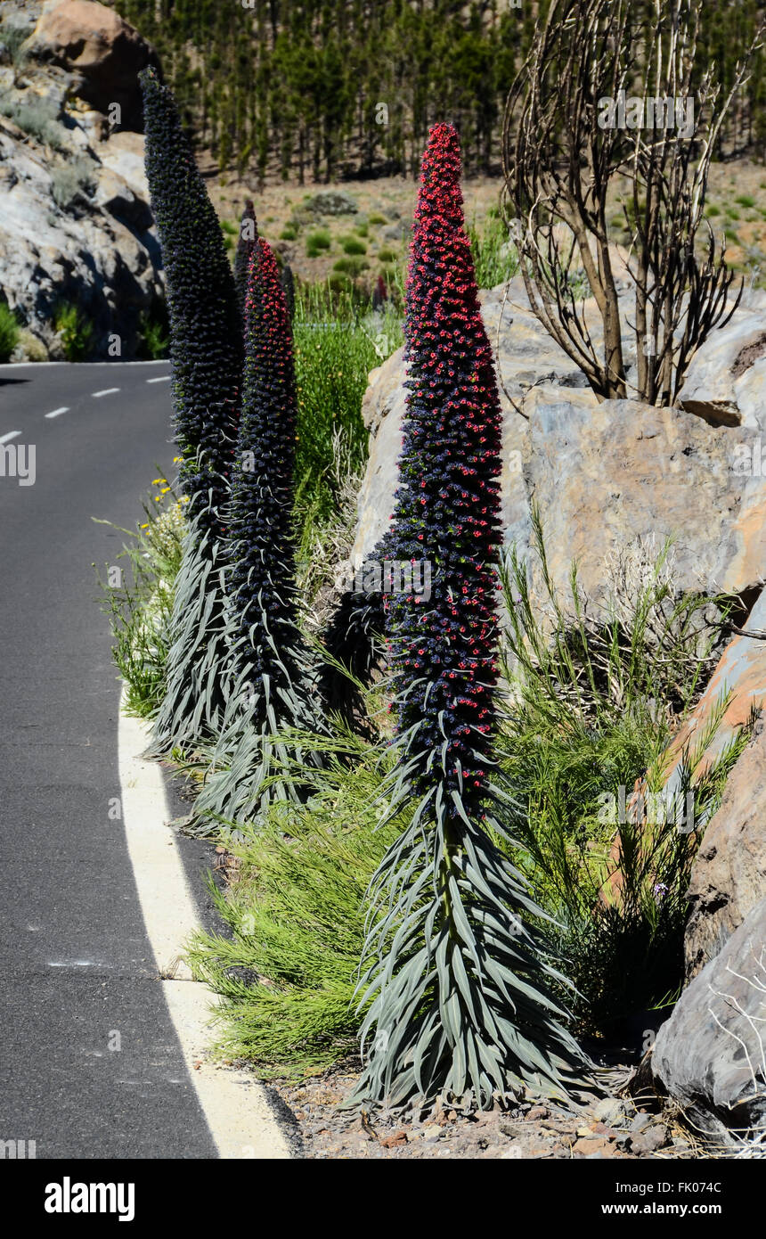 Tajinaste Flower of Tenerife Island Stock Photo - Alamy