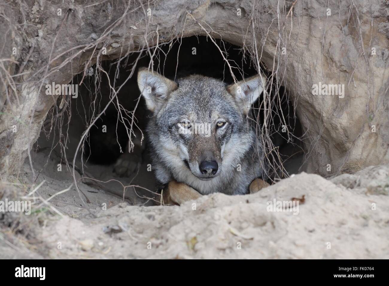 Wolf in a burrow Stock Photo - Alamy