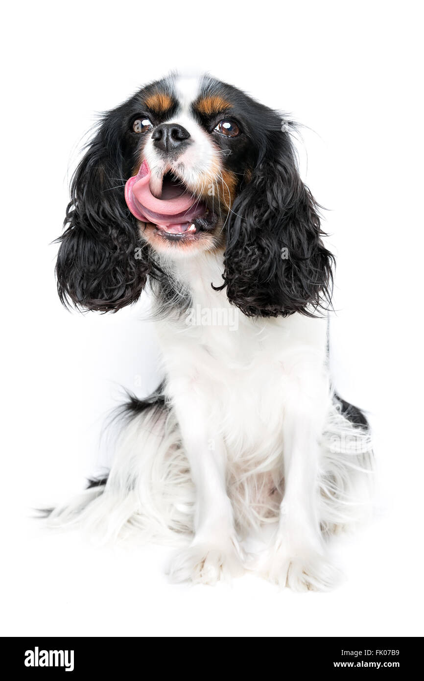 portrait of cute cavalier spaniel isolated on white background Stock ...