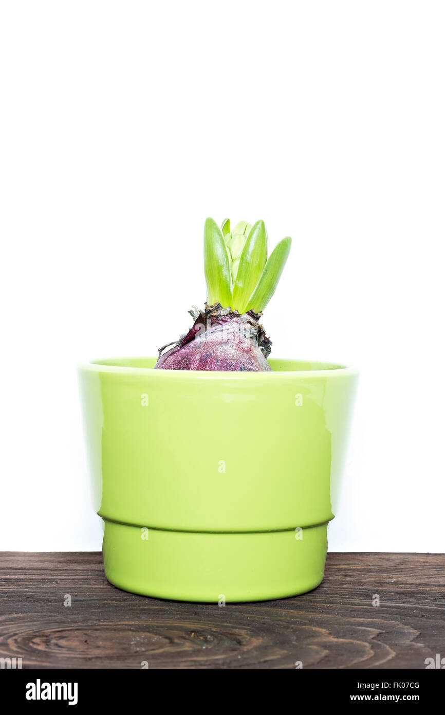 young green budding hyacinth isolated on white background, copy space ...