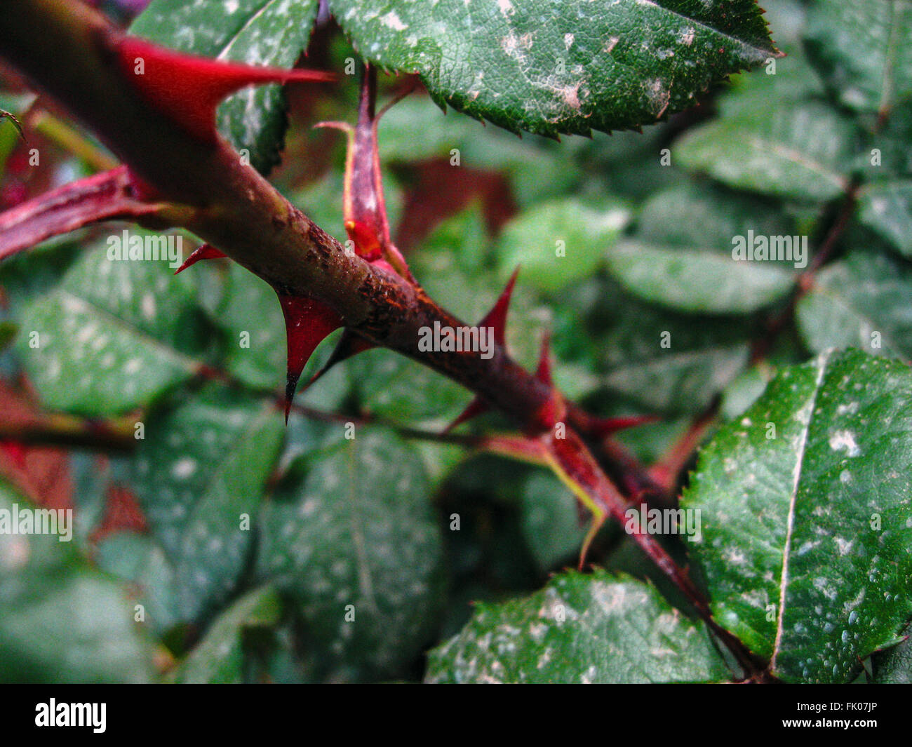 detail of thorns of a rose stem Stock Photo - Alamy