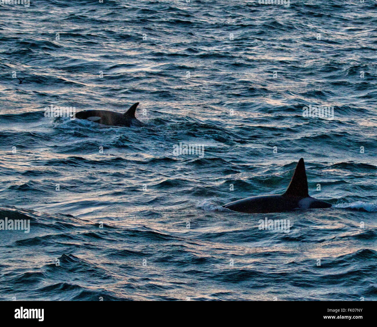 Whale backs hi-res stock photography and images - Alamy