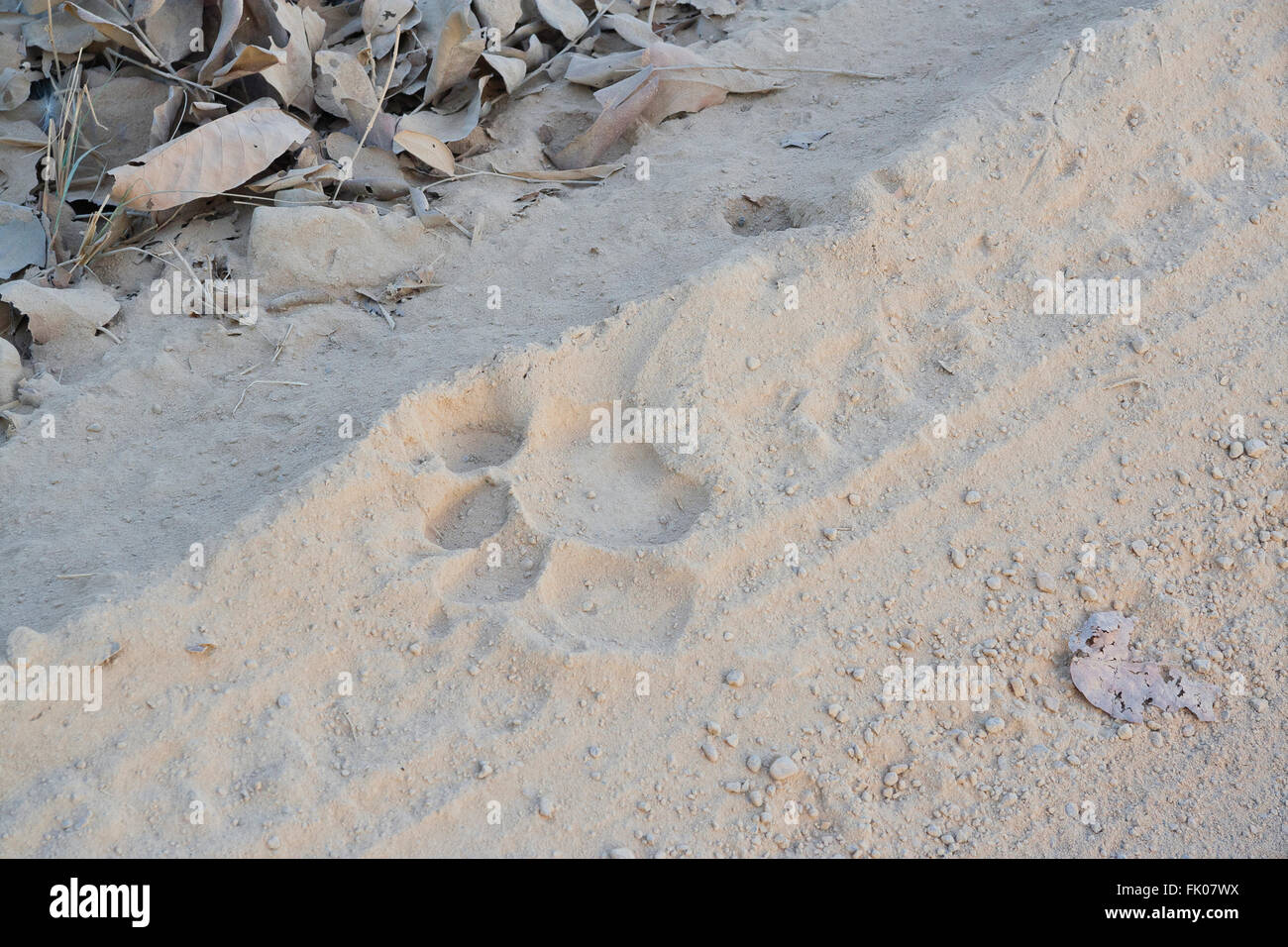 Bandhavgarh, Madhya Pradesh, India. A tiger's pugmark along a track ...