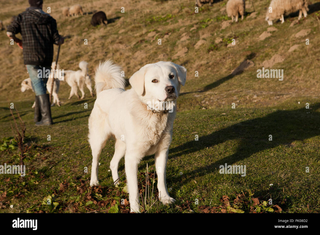 True carpathian shepherd hi-res stock photography and images - Alamy