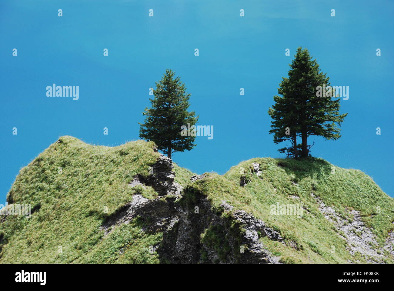Two fir tree on green meadow and blue background Stock Photo - Alamy