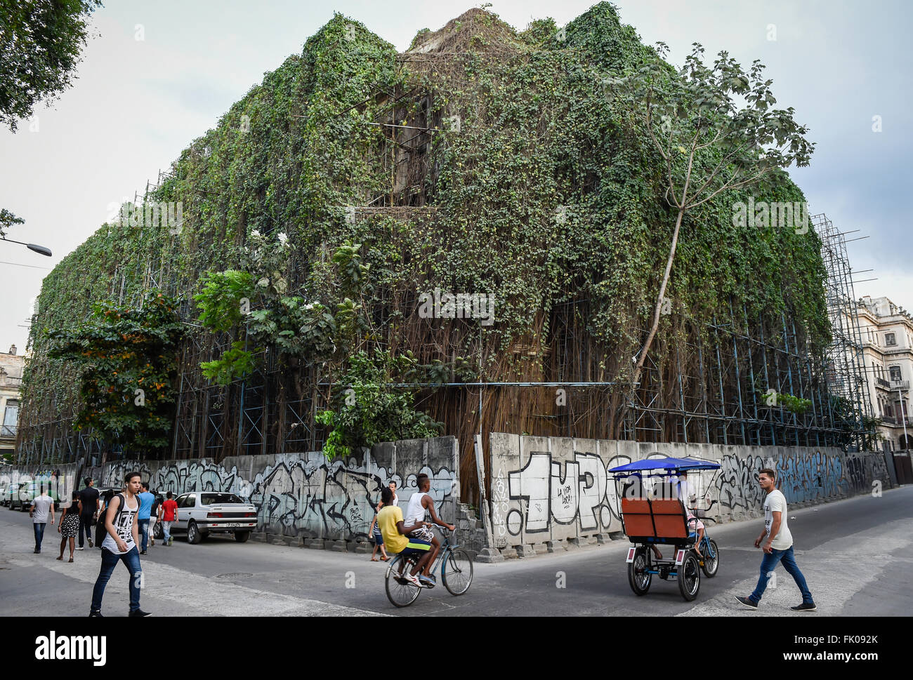 Building overgrown with weeds in Havana, Cuba Stock Photo - Alamy