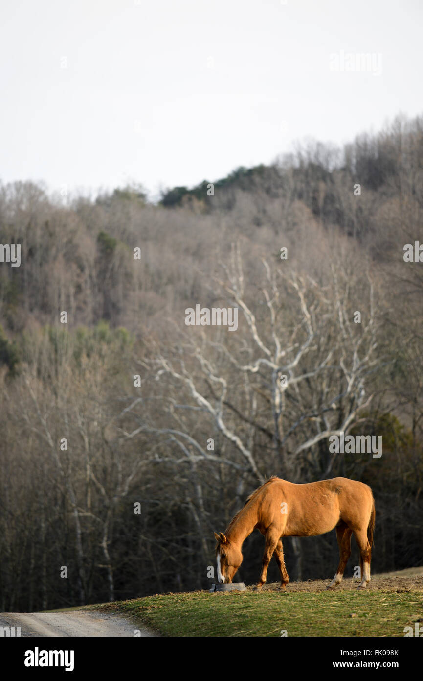 Virginia horse pasture hi-res stock photography and images - Alamy