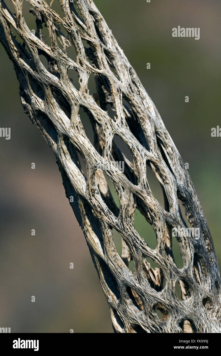 Cholla Cactus Skeleton