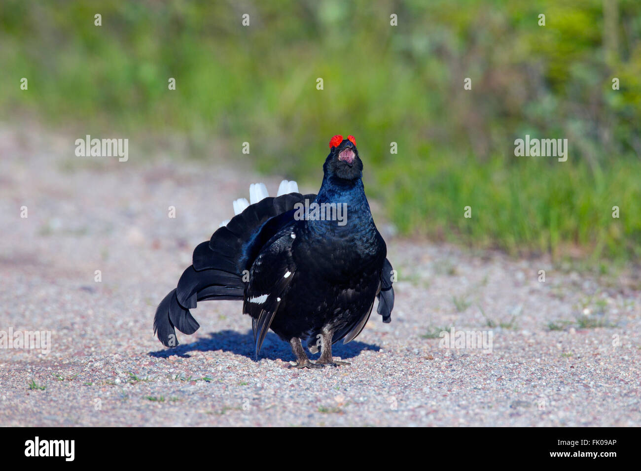 Black grouse (Lyrurus tetrix / Tetrao tetrix) male showing courting ...