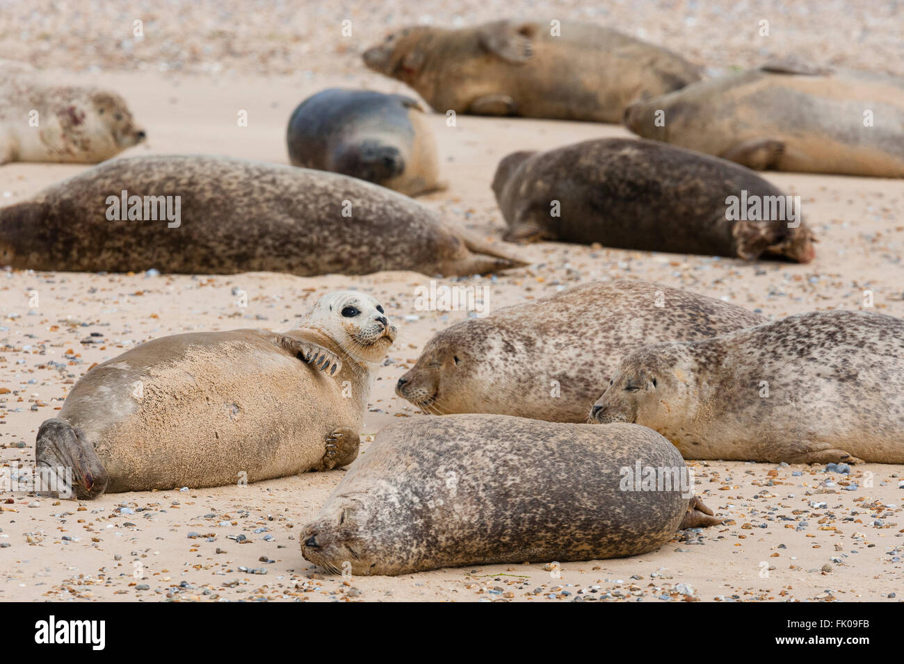Norfolk, UK. Colony of grey seals (Halichoerus grypus) resting on beach ...