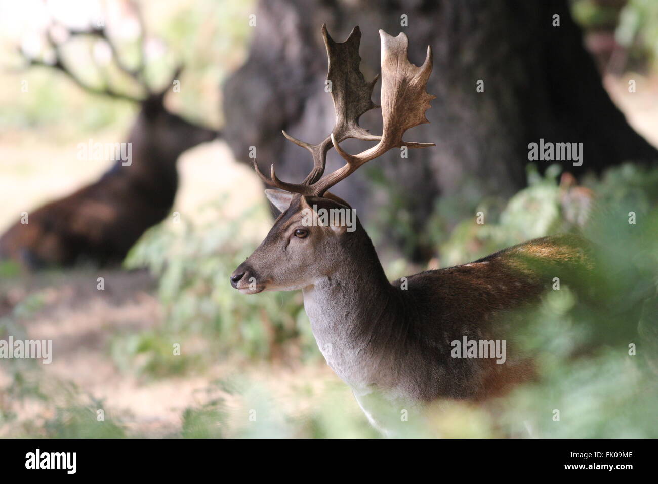 Fallow Deer Stag Stock Photo - Alamy