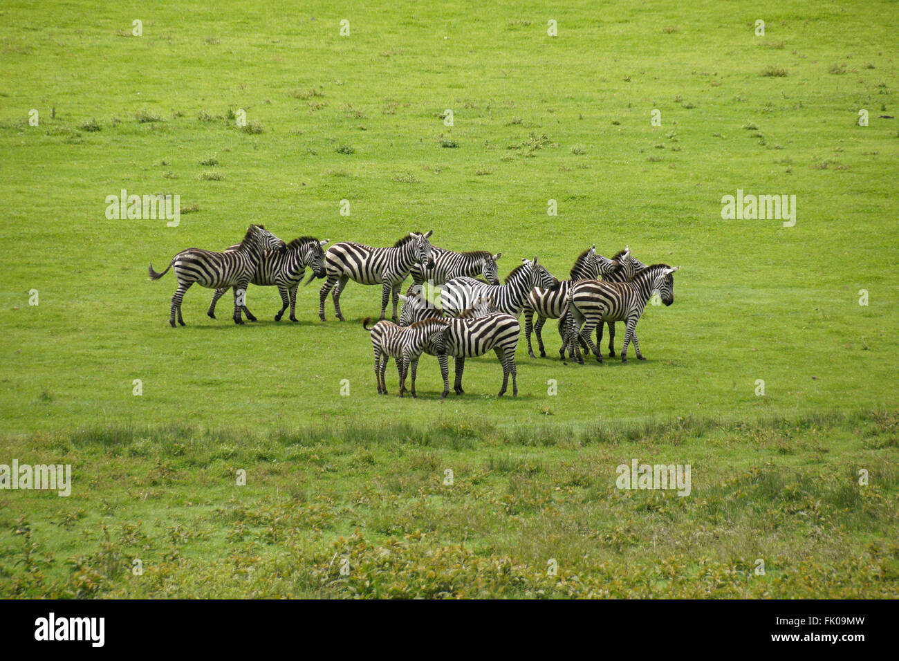 Conservation grazers hi-res stock photography and images - Alamy