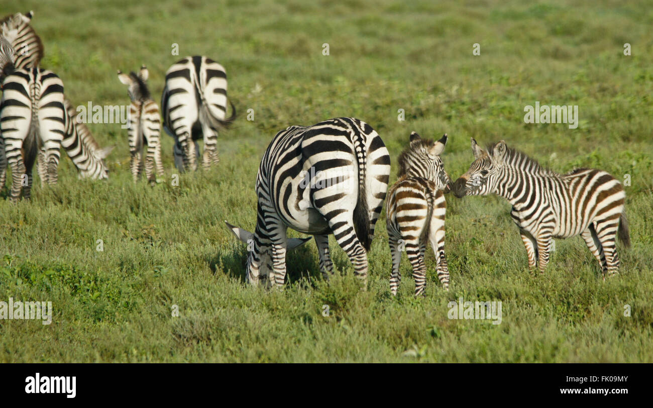 Common zebras, Ngorongoro Conservation Area (Ndutu), Tanzania Stock ...