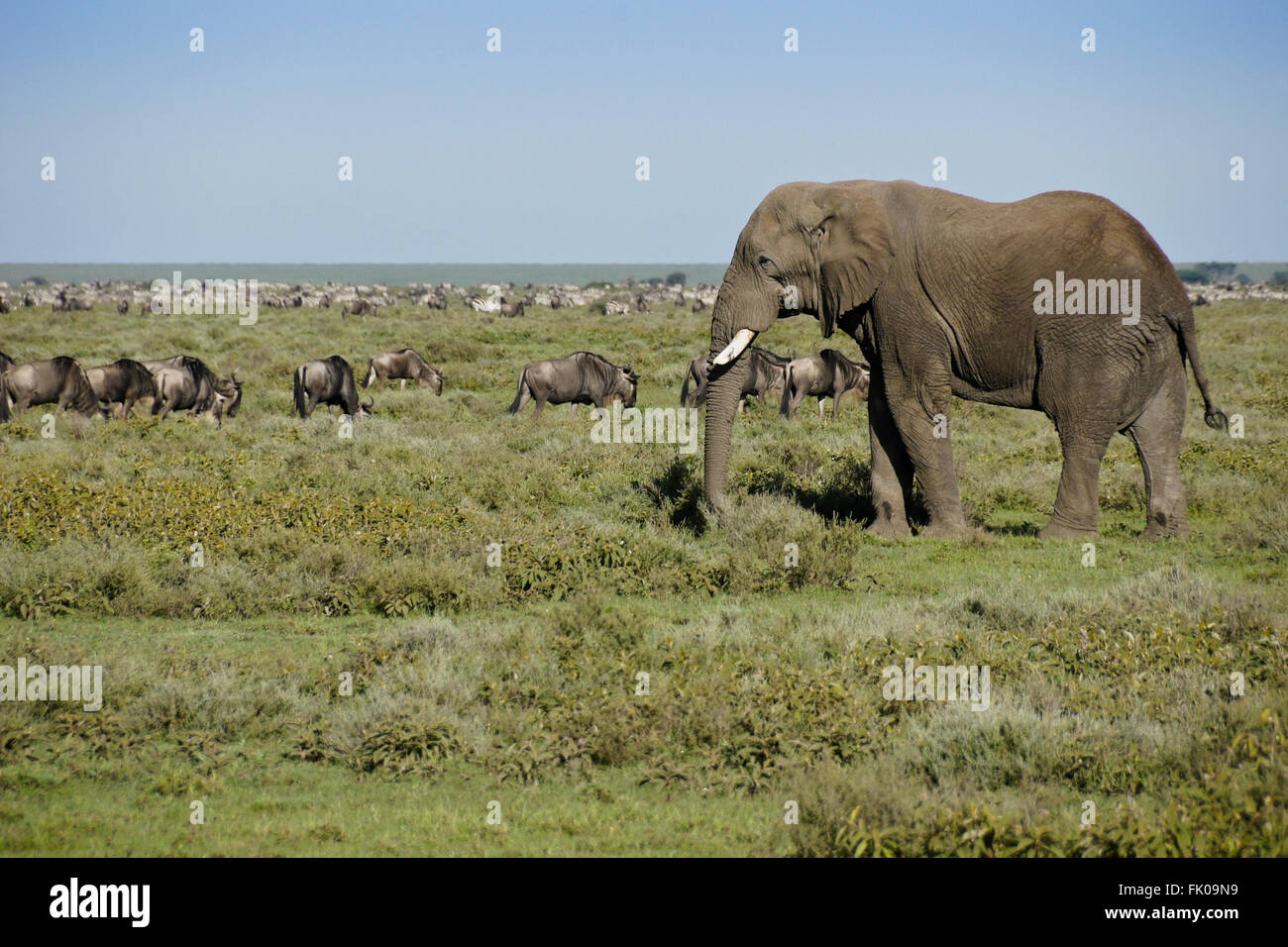 Bull elephant amid wildebeest migration, Ngorongoro Conservation Area ...