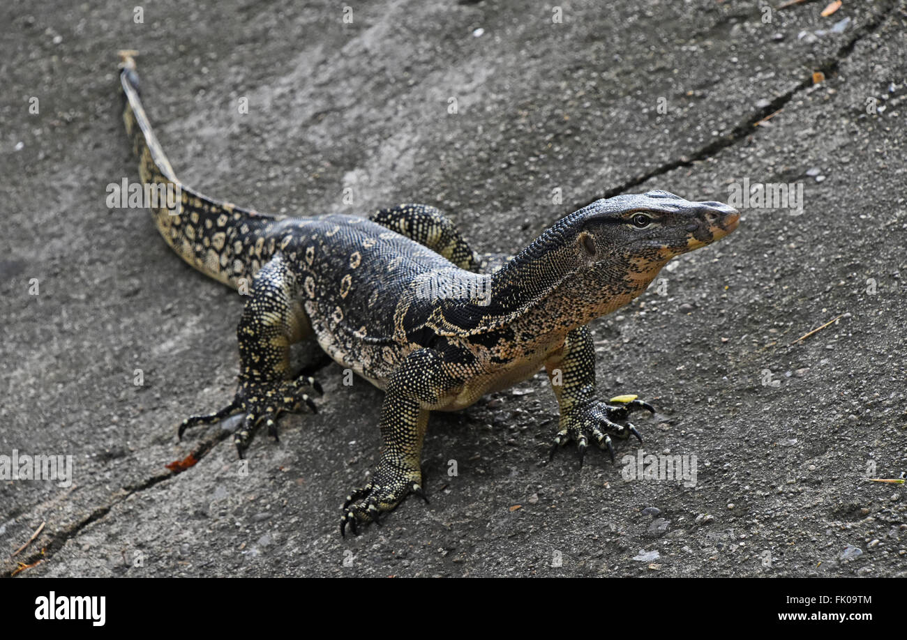 Asian giant water monitor goanna varan close up portrait full body ...