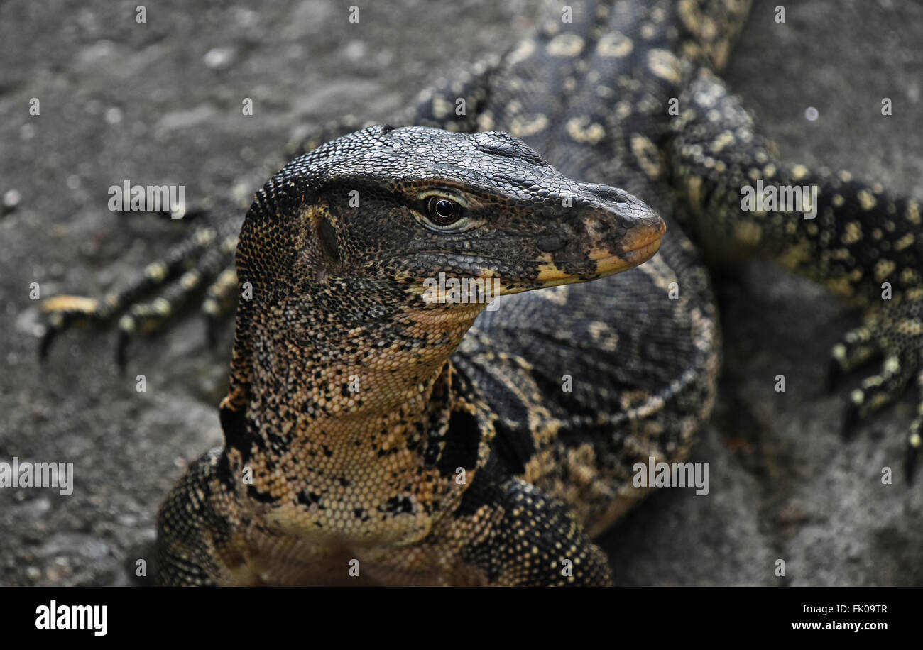 Asian giant water monitor goanna varan close up portrait Stock Photo ...