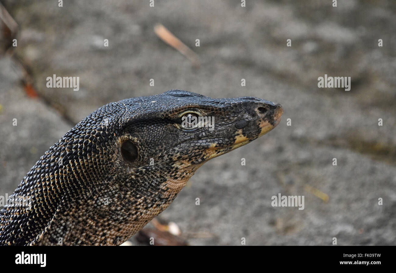 Asian giant water monitor goanna varan head close up portrait looking ...
